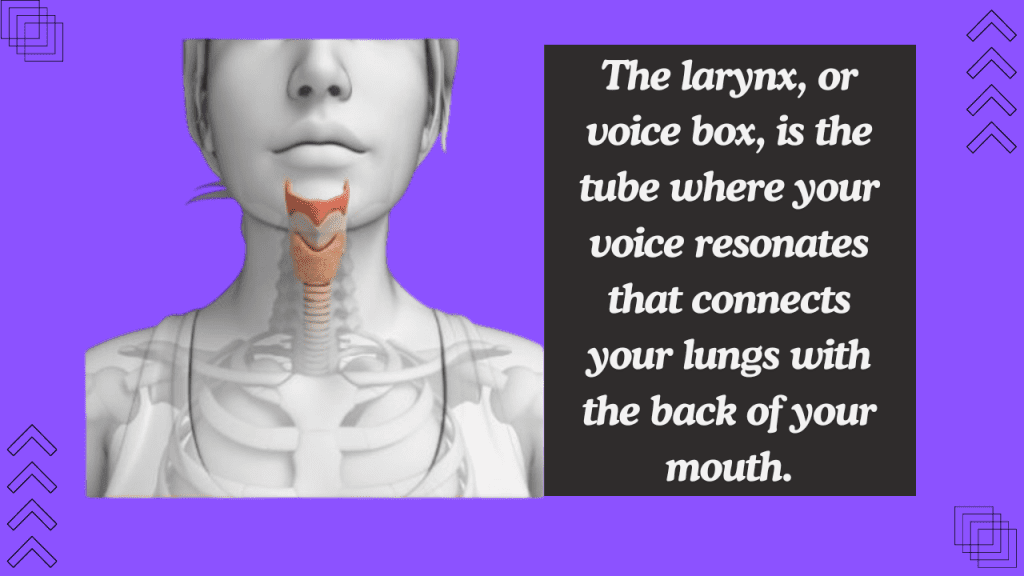 Voice Training for Sissies: Techniques and Exercises